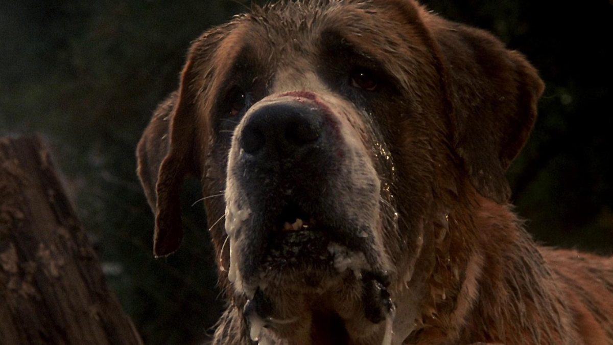 Stephen King's 'Cujo' Is Getting A Remake At Netflix – Punch Drunk Critics